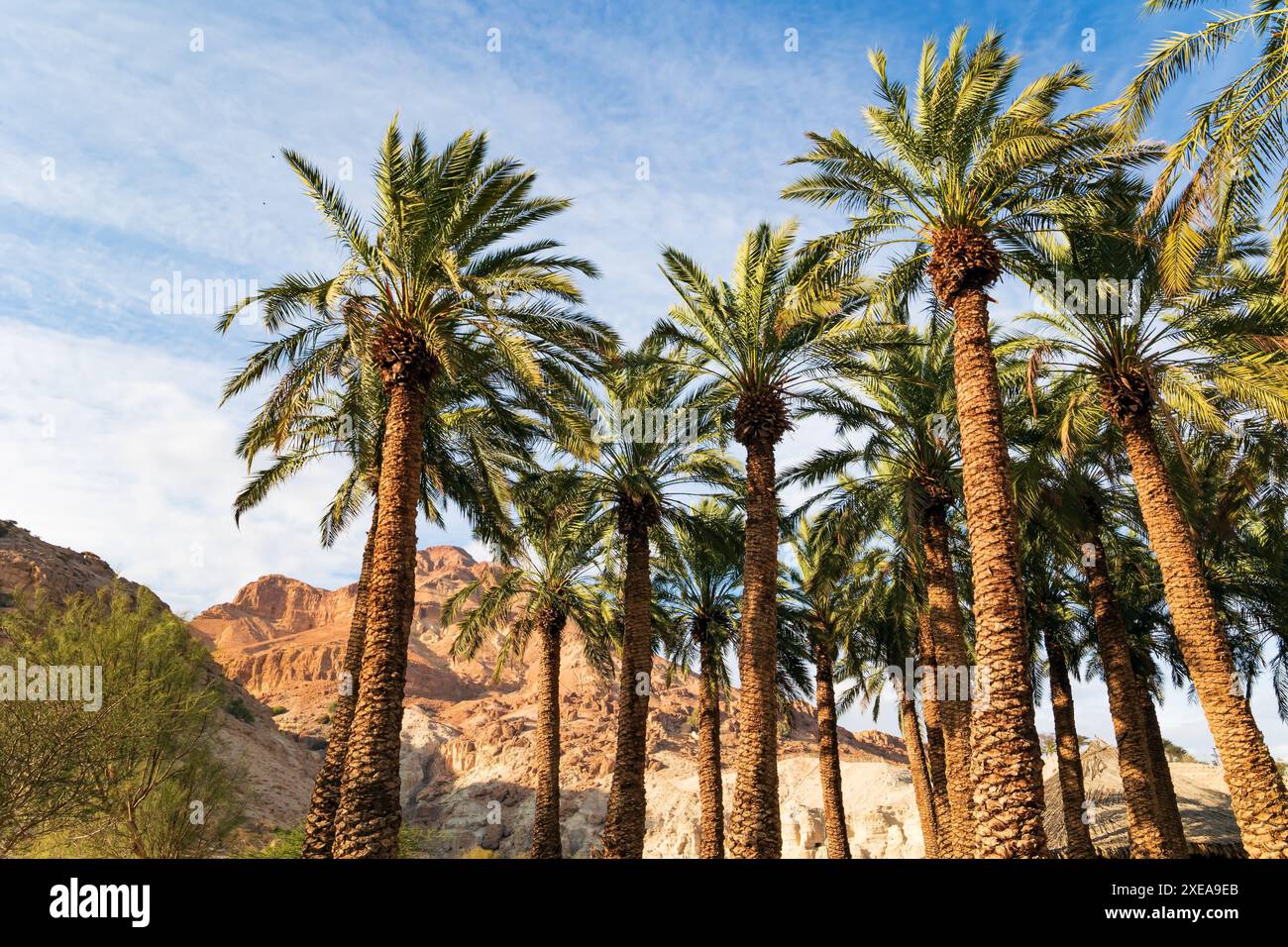 Tall palm trees. The Judean Desert Stock Photo - Alamy