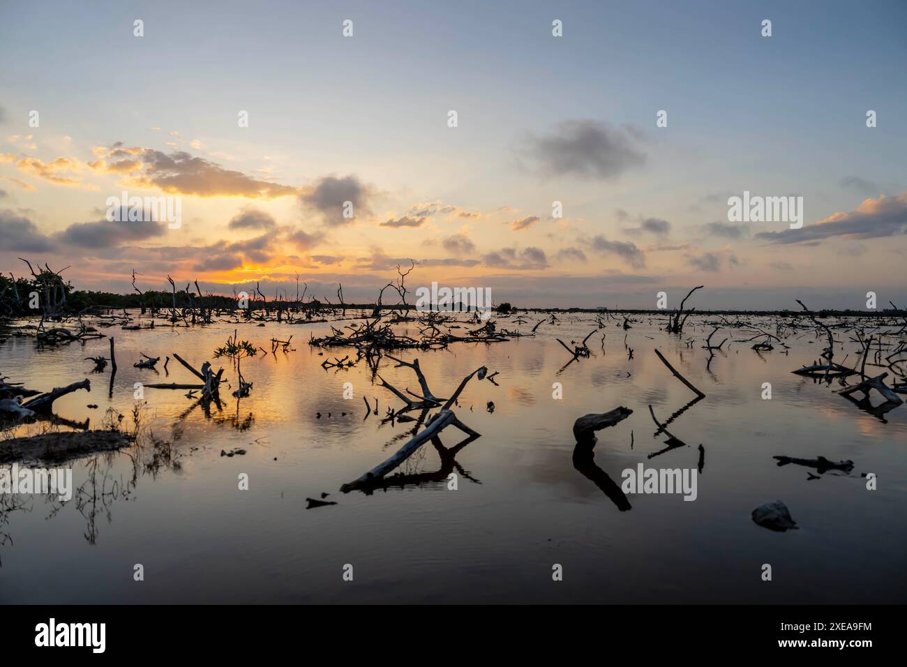 Yucatan Twilight Spectacle: Sunset Splendor over Mangrove Marsh on a ...