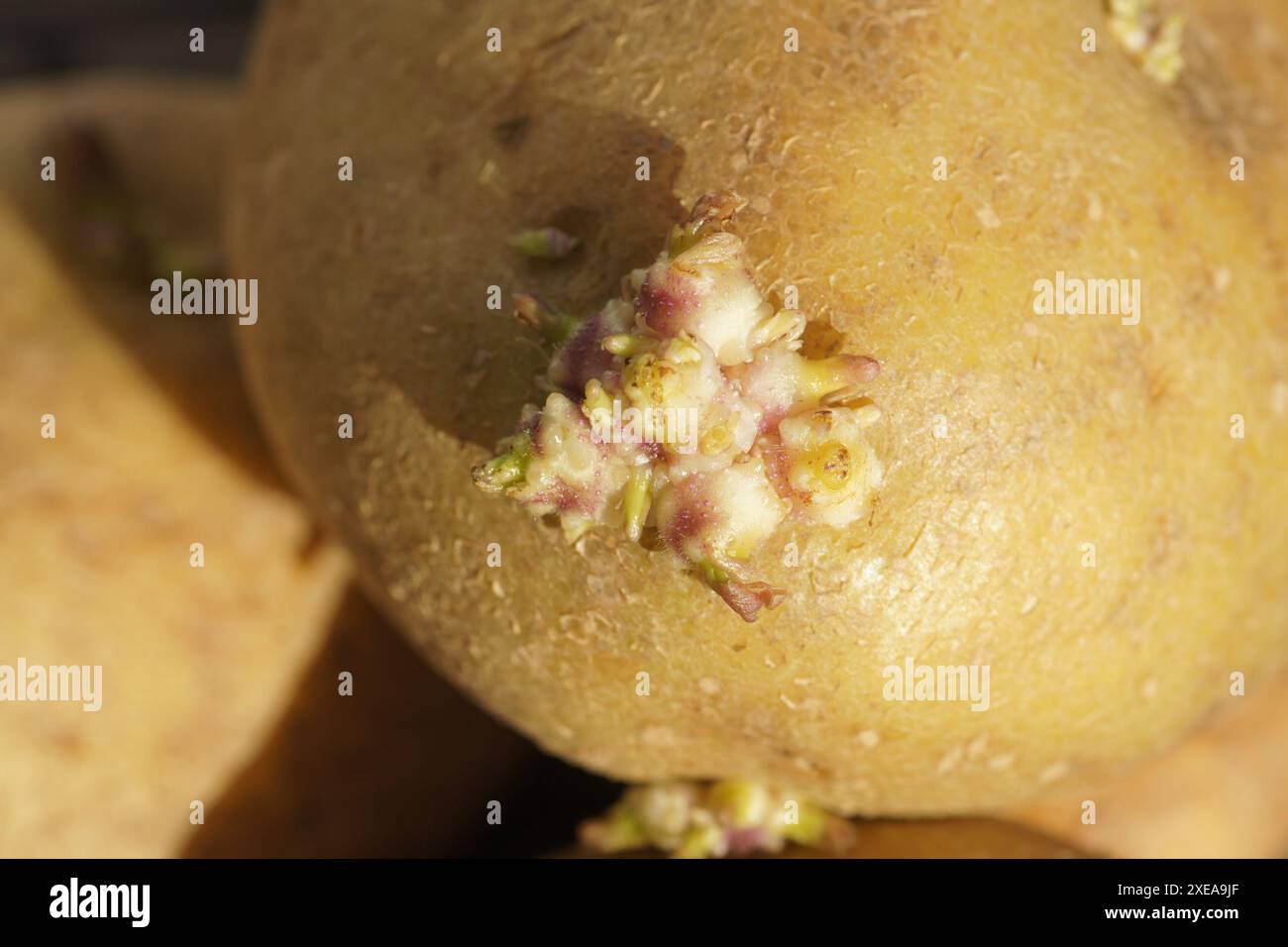 Potato garden plant sprouts hi-res stock photography and images - Alamy