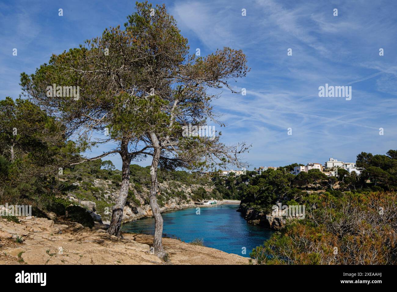 Tree cala pi hi-res stock photography and images - Alamy