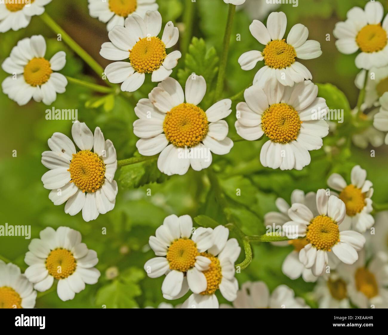 False chamomile tanacetum parthenium hi-res stock photography and ...