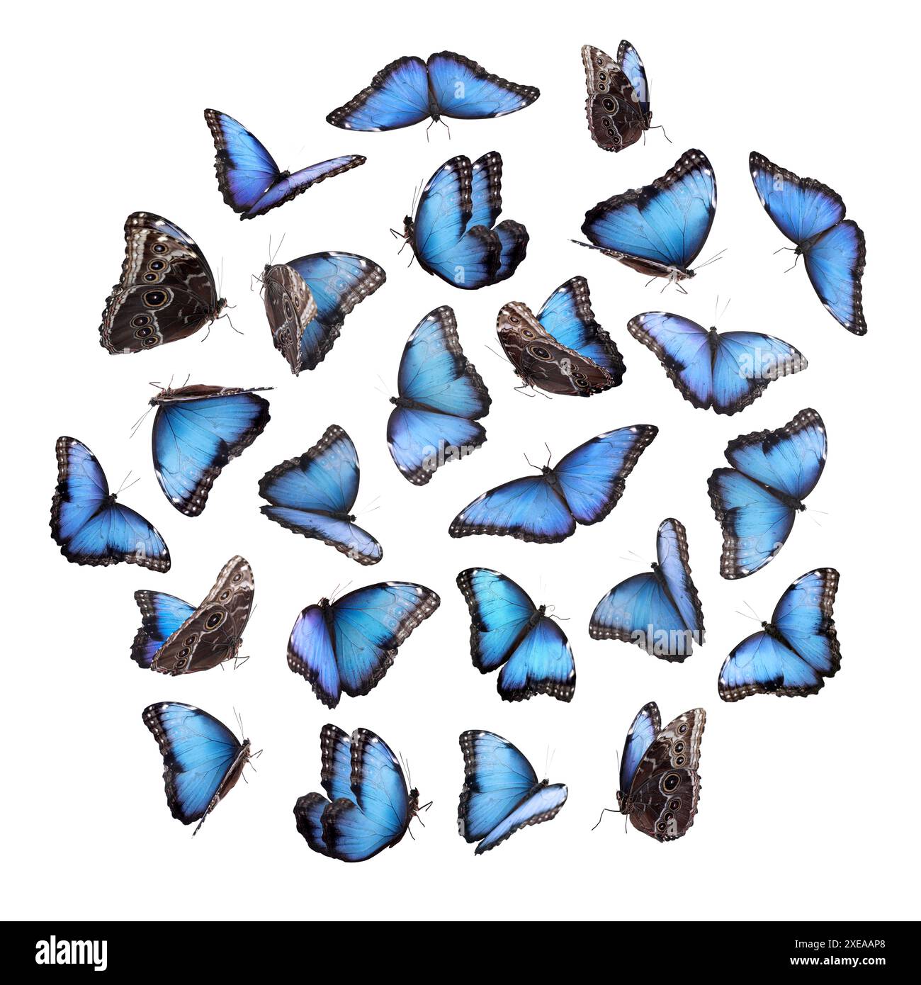 Many beautiful butterflies on white background, collage Stock Photo - Alamy