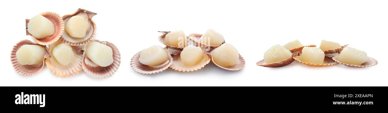 Fresh scallops isolated on white, set. Seafood Stock Photo - Alamy