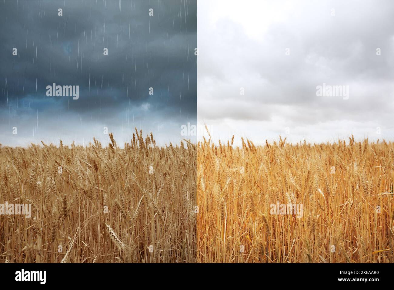 Wheat field under cloudy sky on one side and during rain on other ...