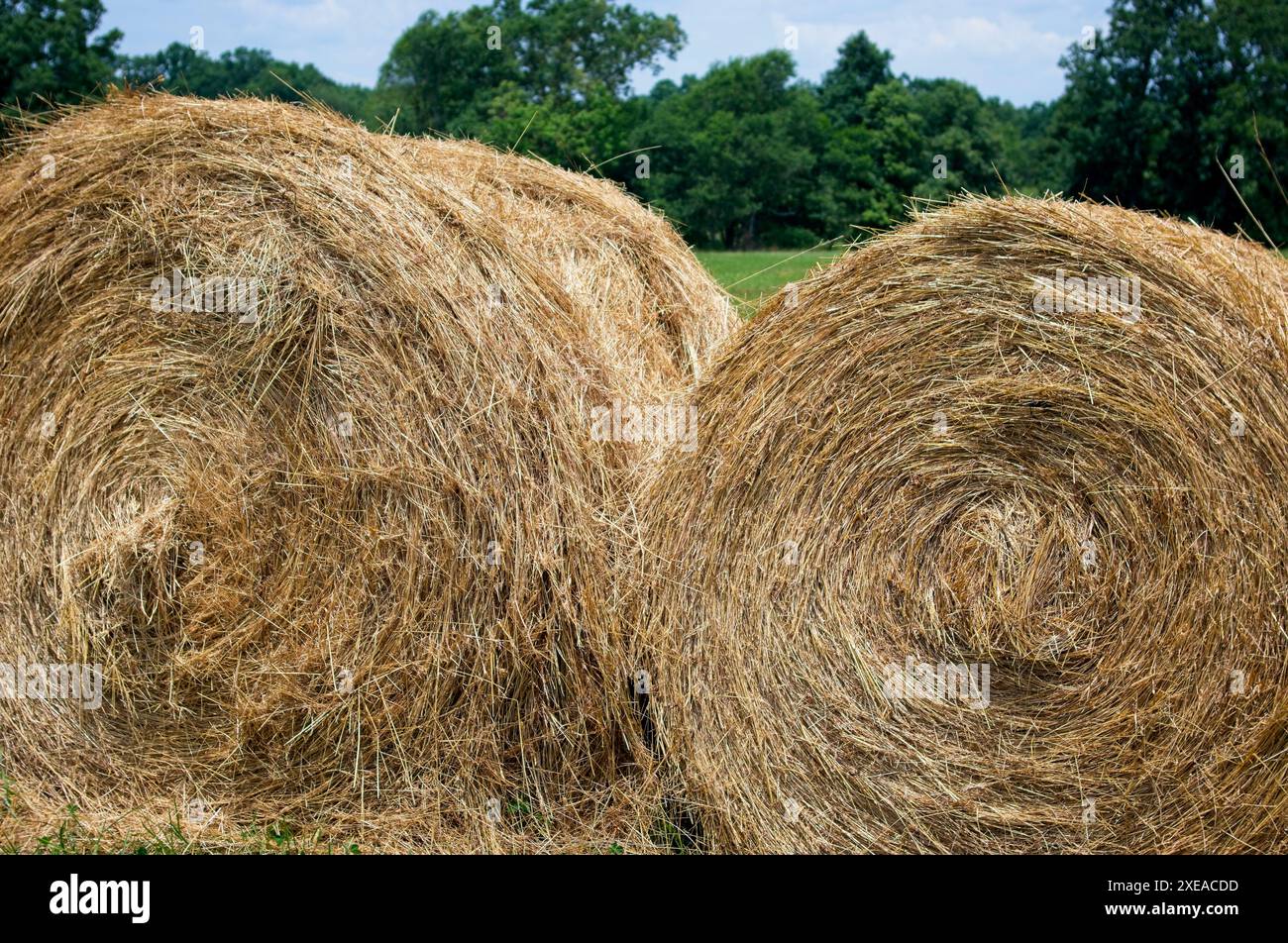 Hay rolls at farm hi-res stock photography and images - Alamy