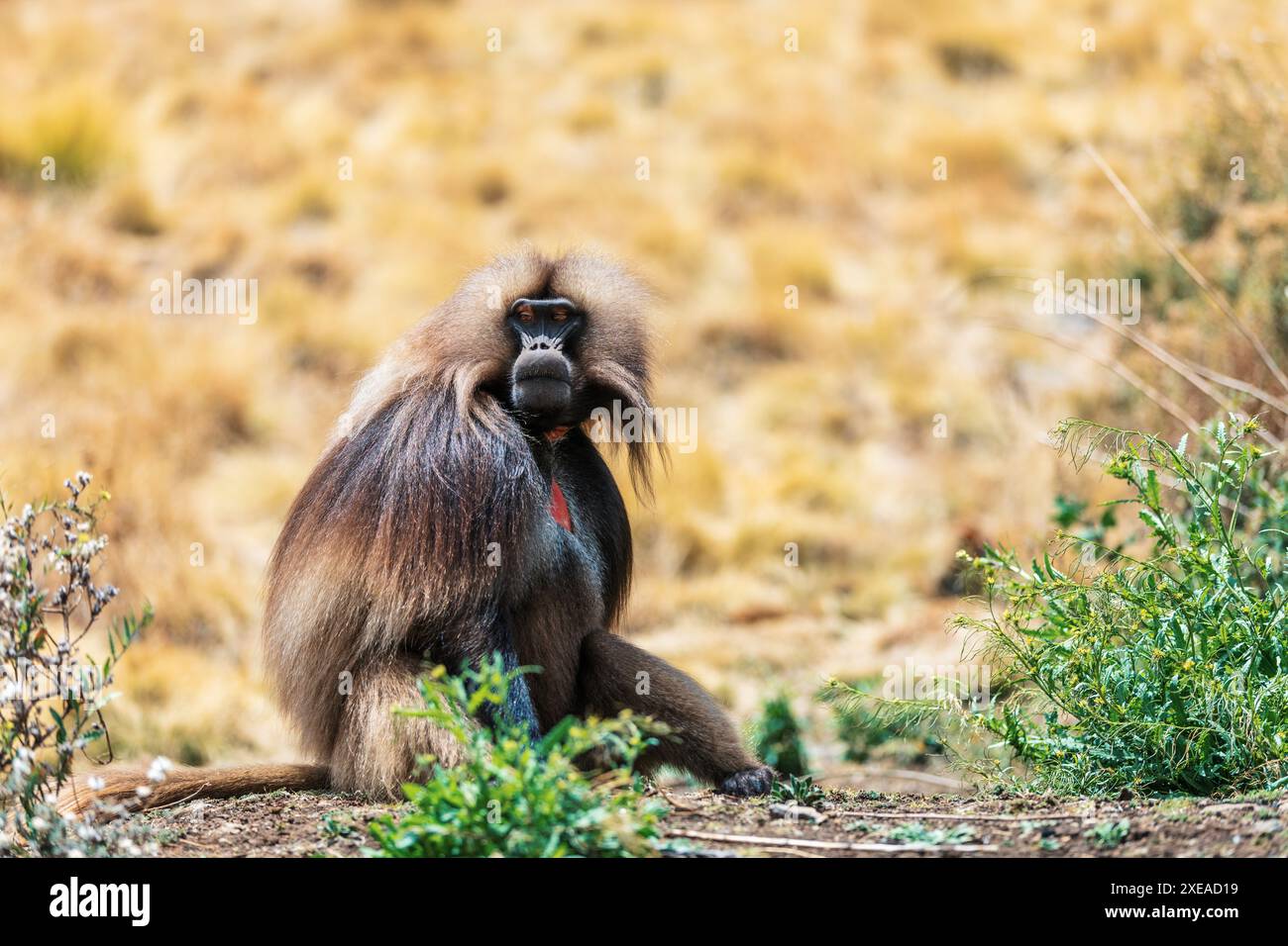 Alpha male of endemic animal monkey Gelada baboon. Theropithecus gelada ...
