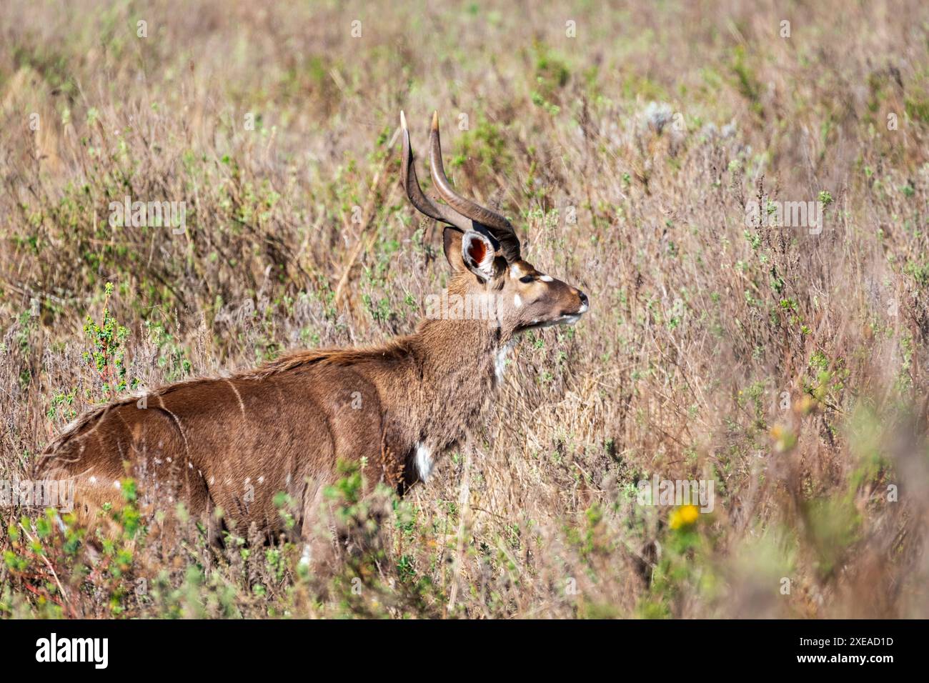 Mountain nyala male (Tragelaphus buxtoni), Bale mountain. Africa ...