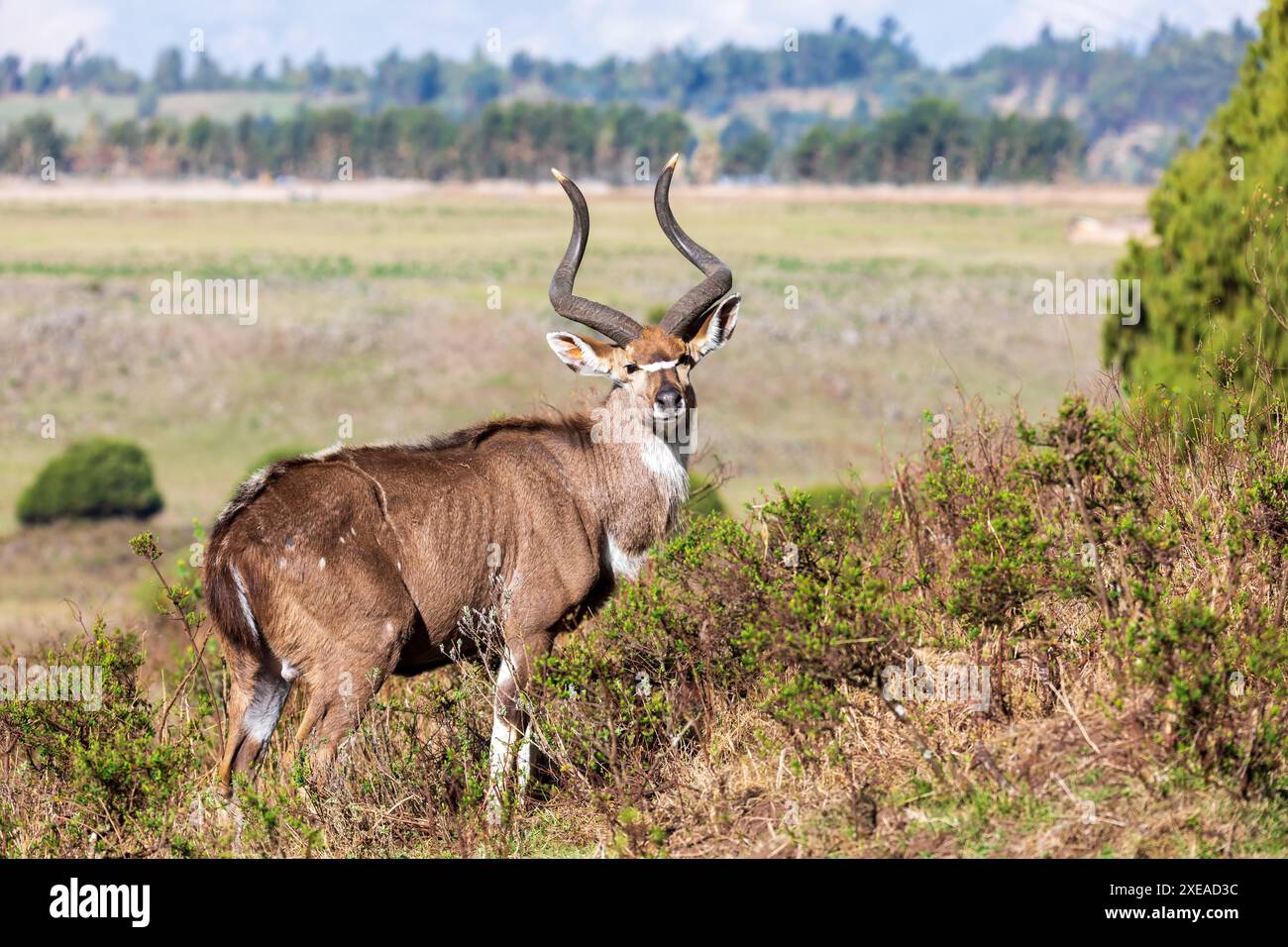 Mountain nyala male (Tragelaphus buxtoni), Bale mountain. Africa ...