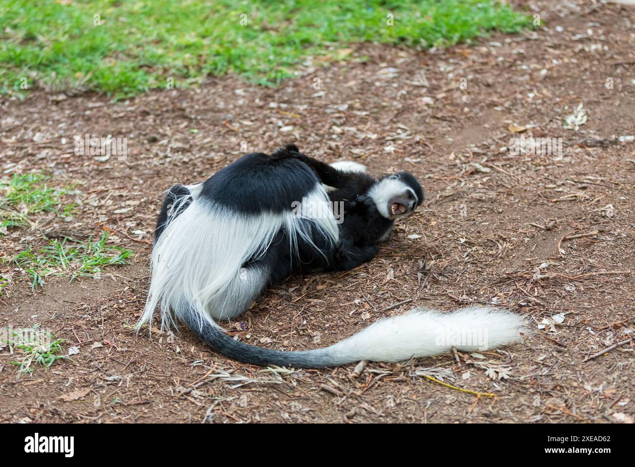 Mantled guereza (Colobus guereza), Lake Awassa, Ethiopia, Africa ...