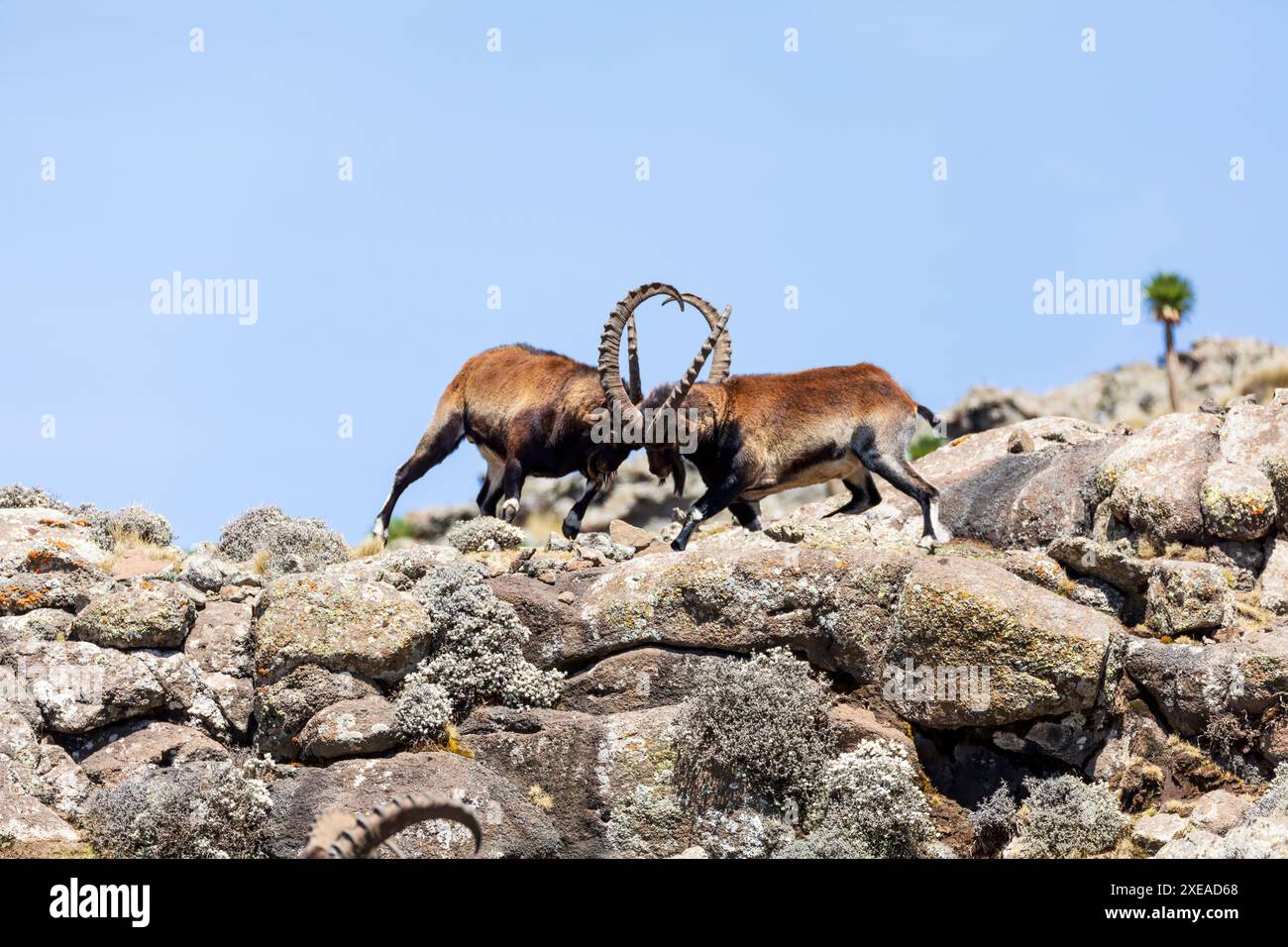 Walia ibex fighting, (Capra walie), Simien Mountains in Northern ...