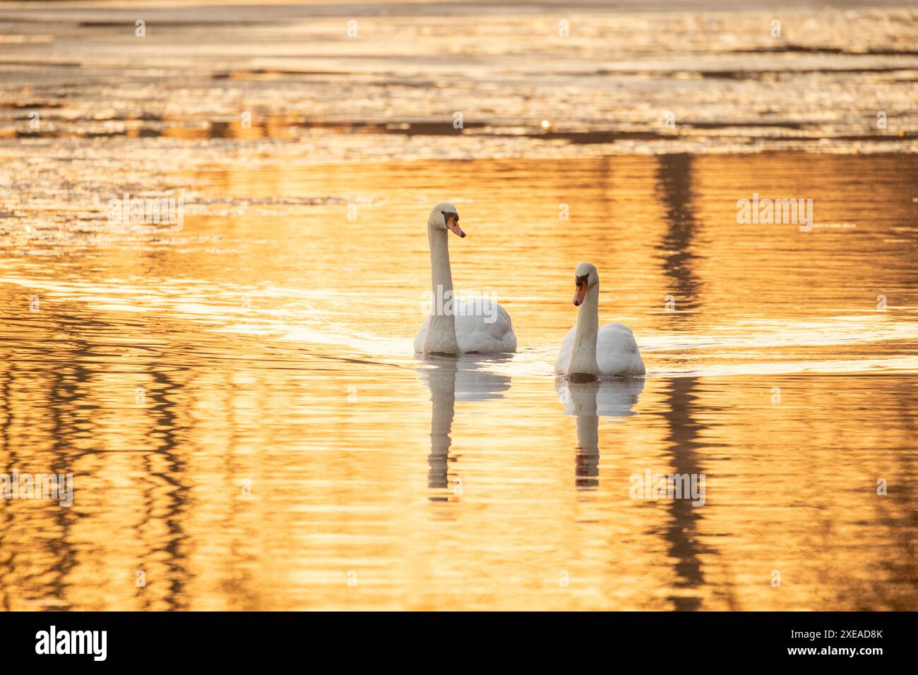 Swans Gliding on Golden Sunset Waters Stock Photo - Alamy