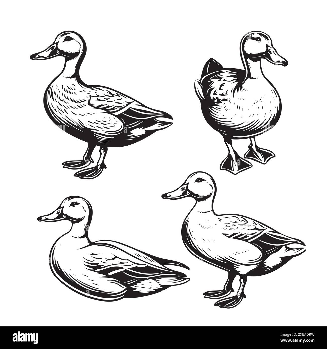 Duck set sketch Vector illustration Stock Vector Image & Art - Alamy