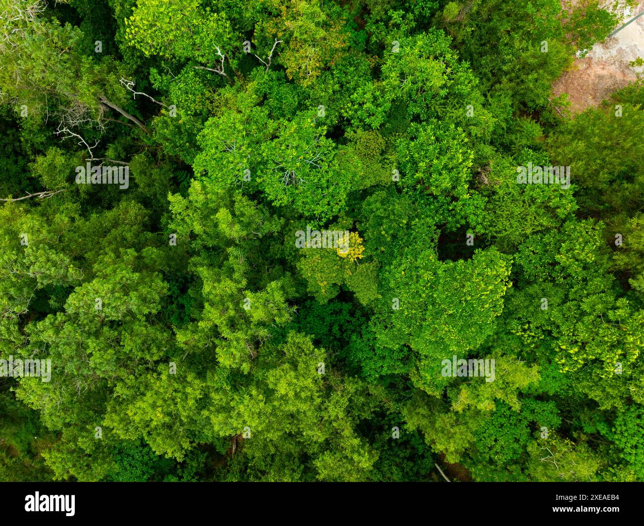 Aerial view Drone camera top view rainforest trees ecology with healthy ...