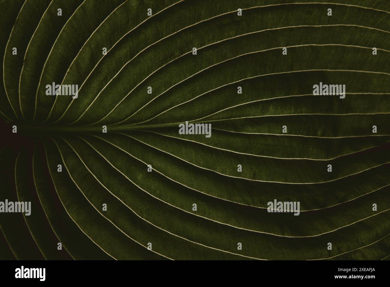 Closeup of tropical jungle leaf with vein texture, dark moody green ...