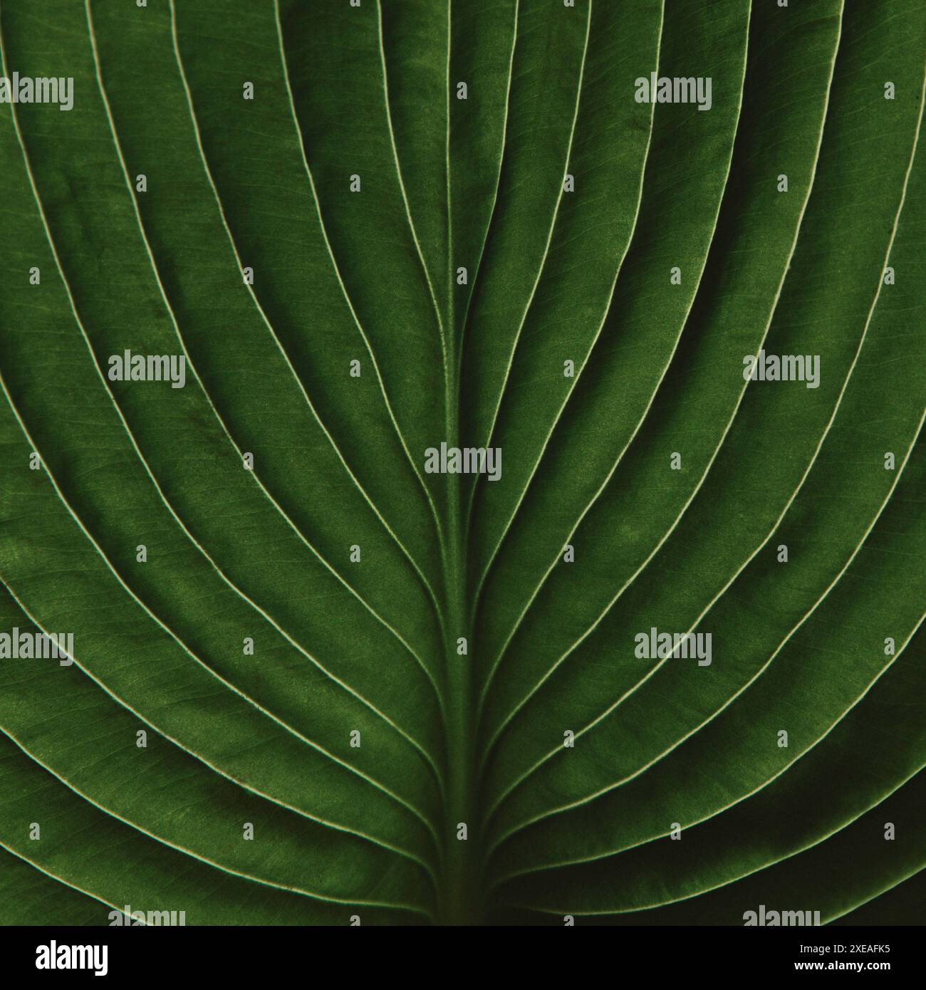 Closeup of tropical jungle leaf with vein texture, dark moody green ...