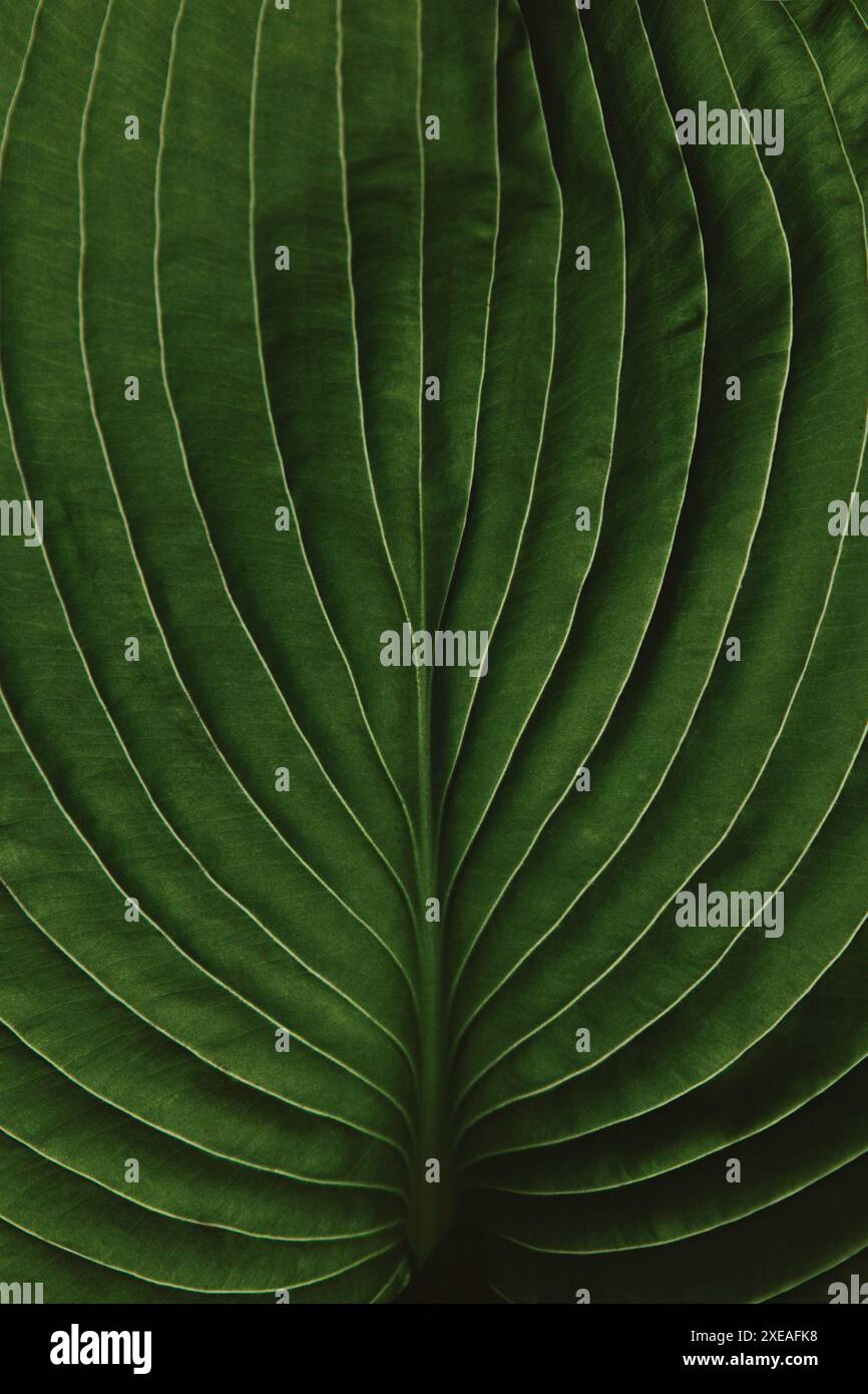 Symmetrical green leaf background hi-res stock photography and images ...