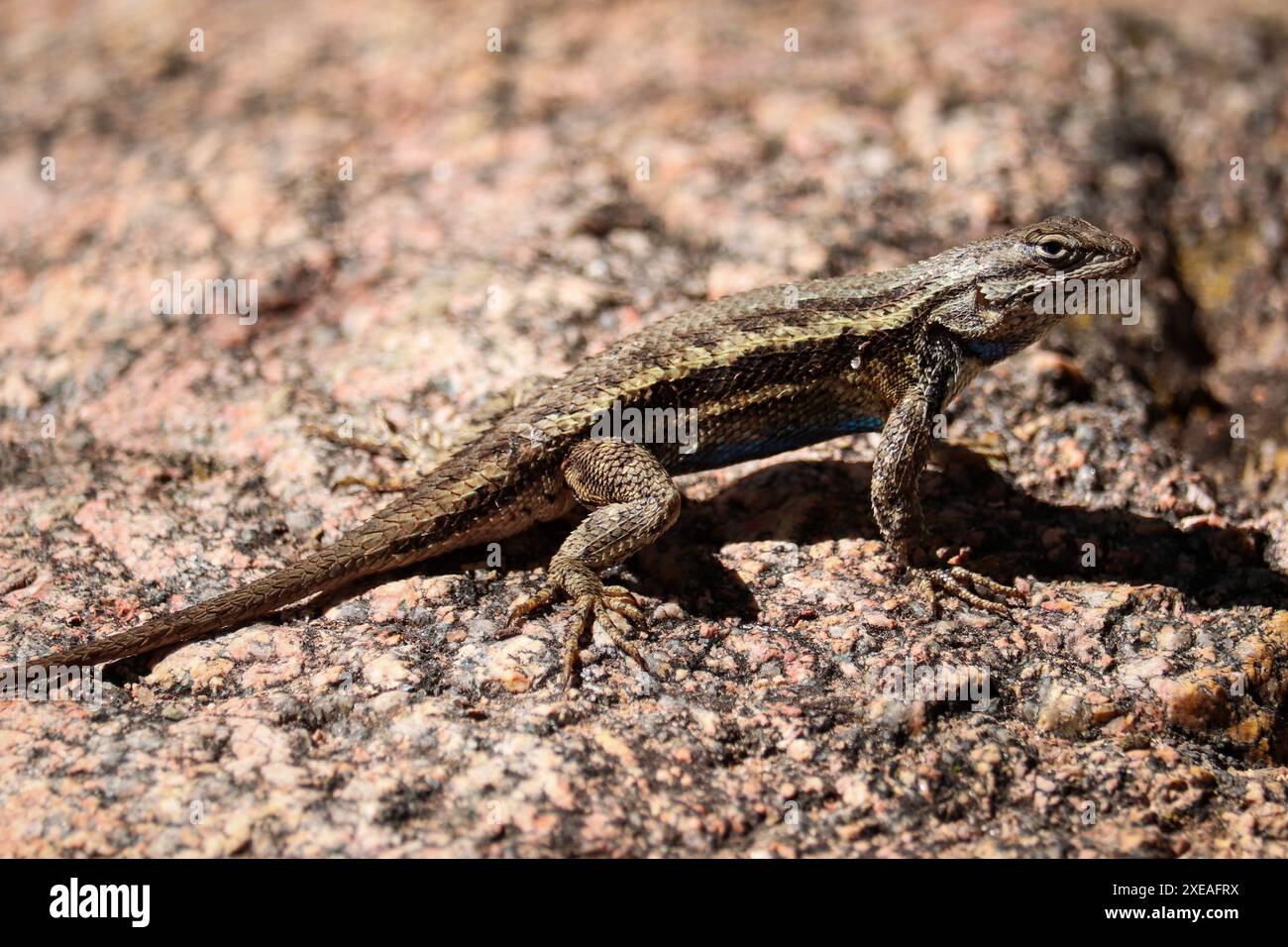 Plateau Fence Lizard or Sceloporus tristichus standing on a rock the ...