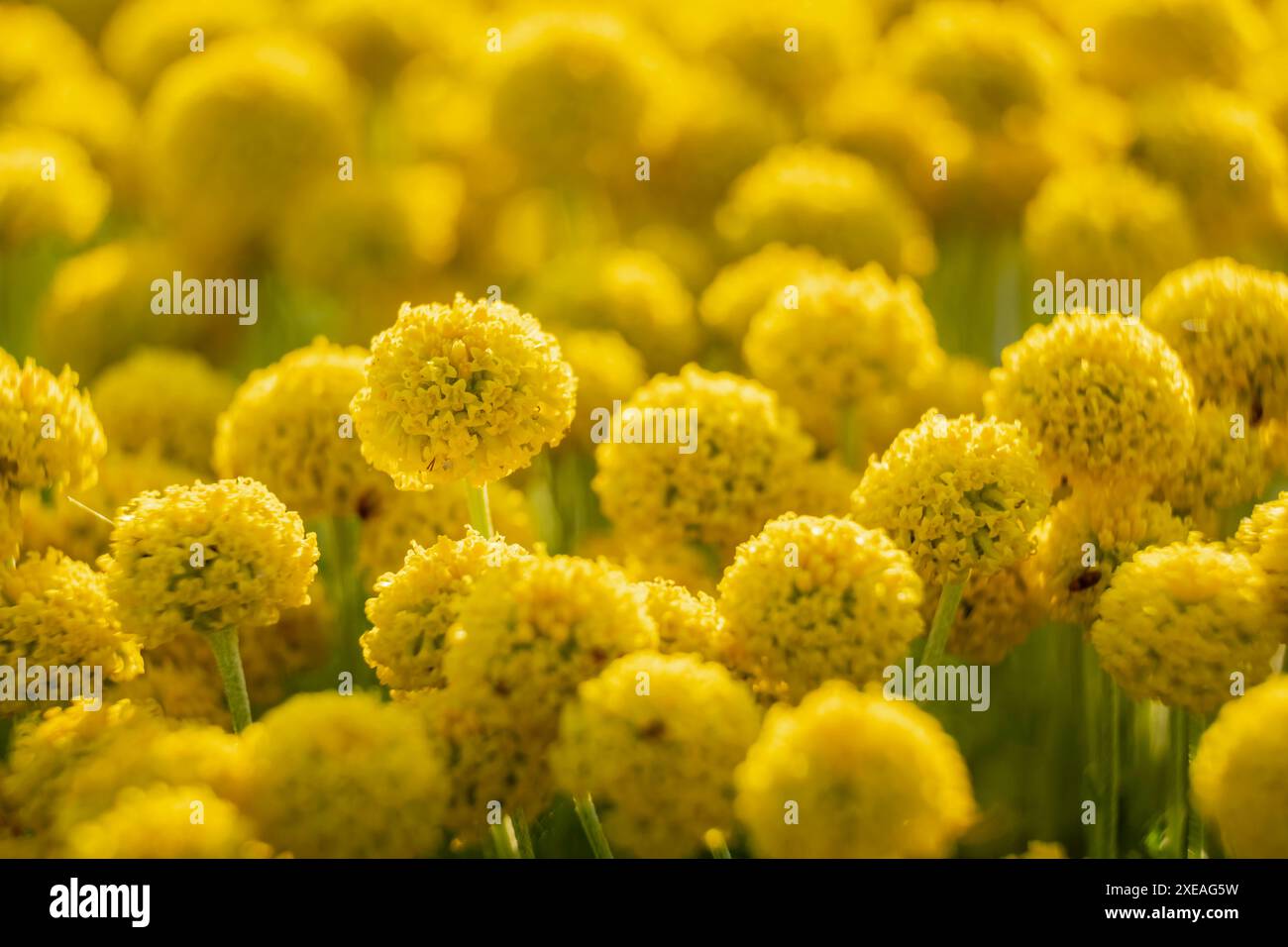 Flower parks hi-res stock photography and images - Alamy