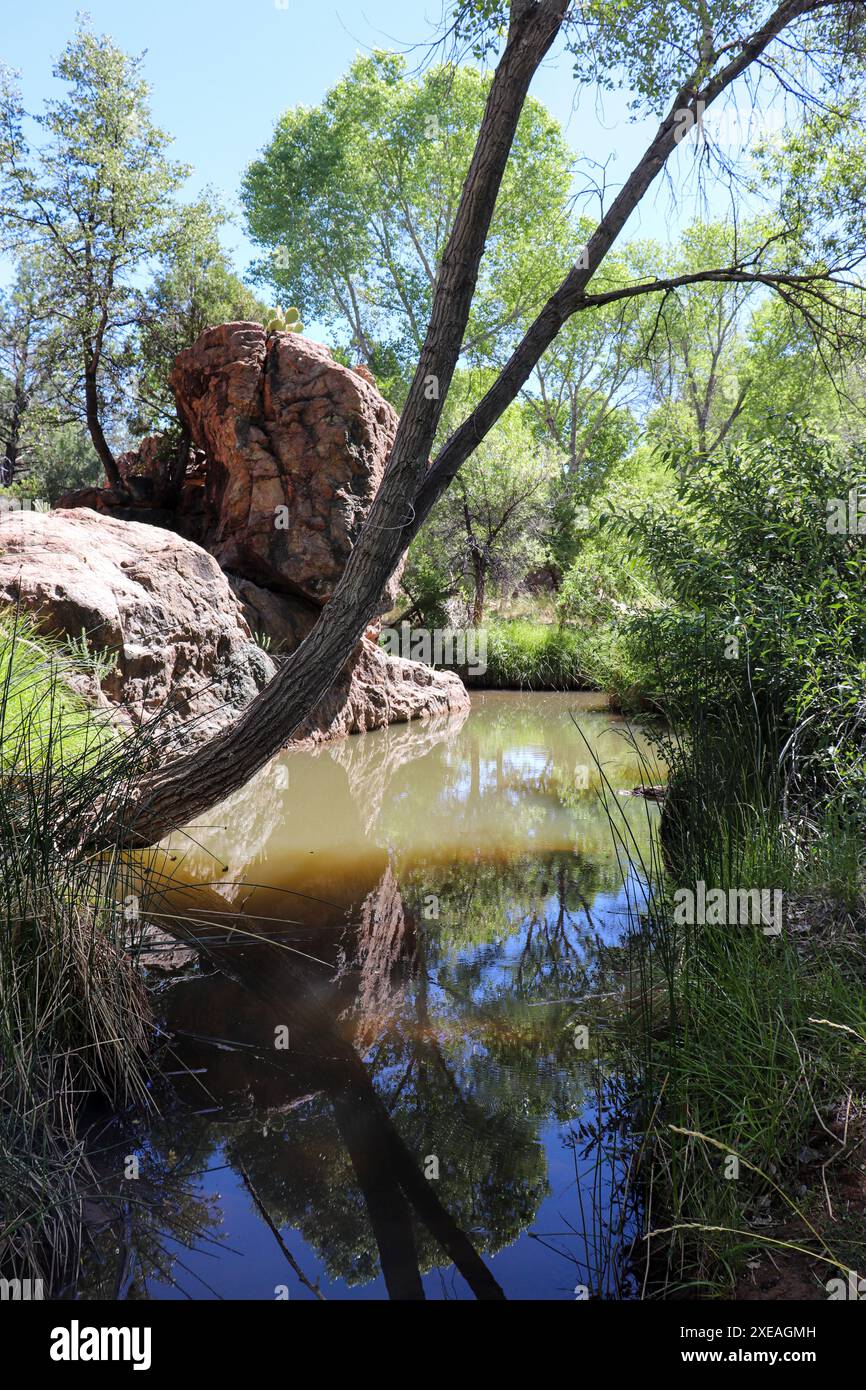 View of a tree growing alongside the Verde River from the first ...