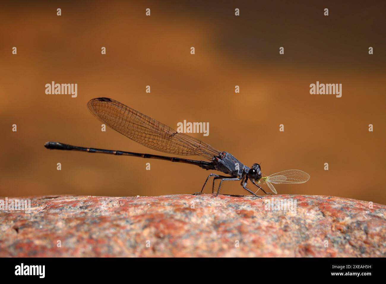 Sooty grey body hi-res stock photography and images - Alamy