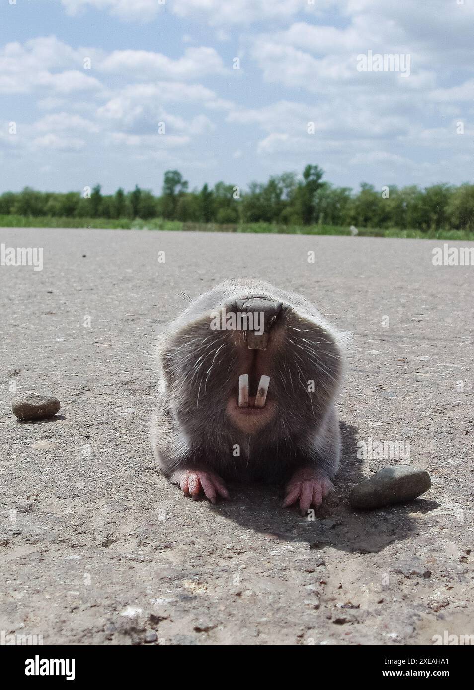 Common mole rat hi-res stock photography and images - Alamy