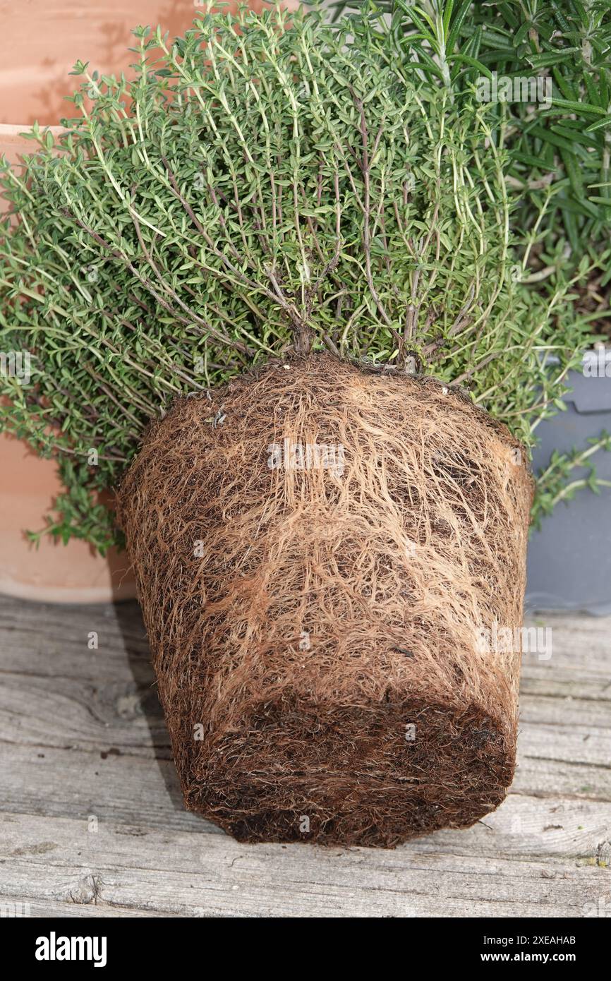 Thymus vulgaris, thyme, root ball Stock Photo - Alamy