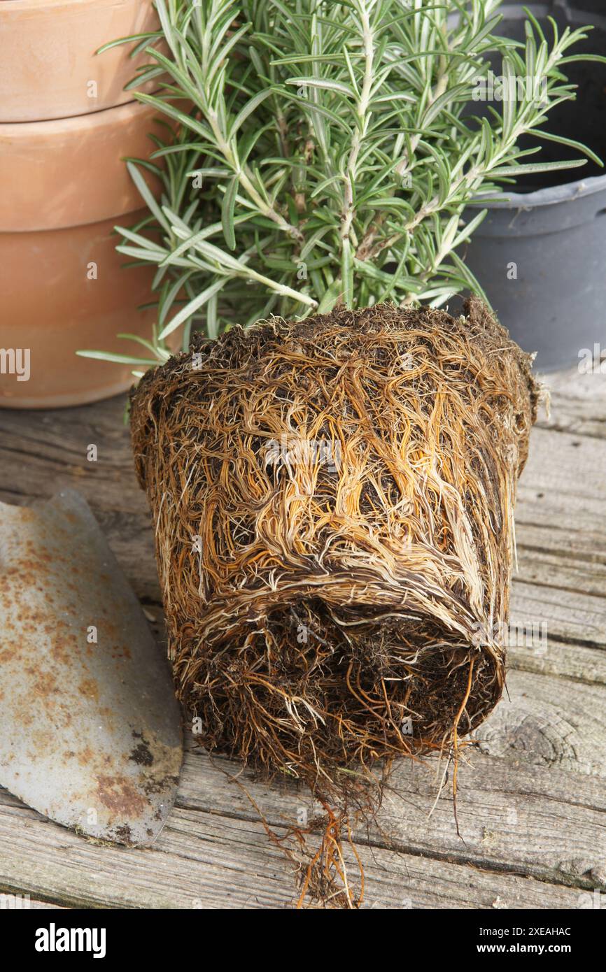 Rosmarinus officinalis, rosemary, root ball Stock Photo - Alamy