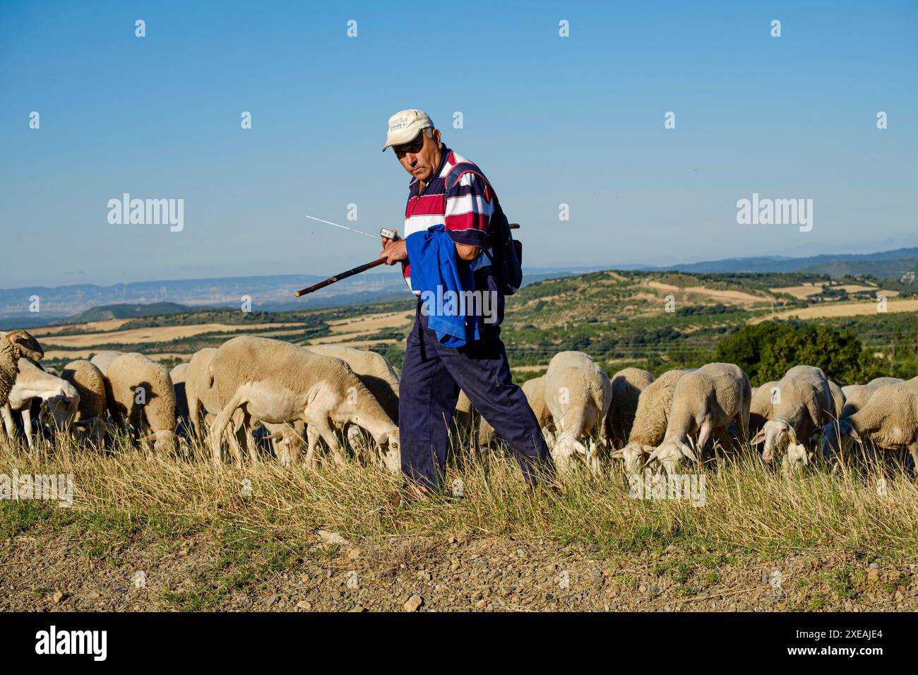 Shepherd flock domestic sheep hi-res stock photography and images - Alamy