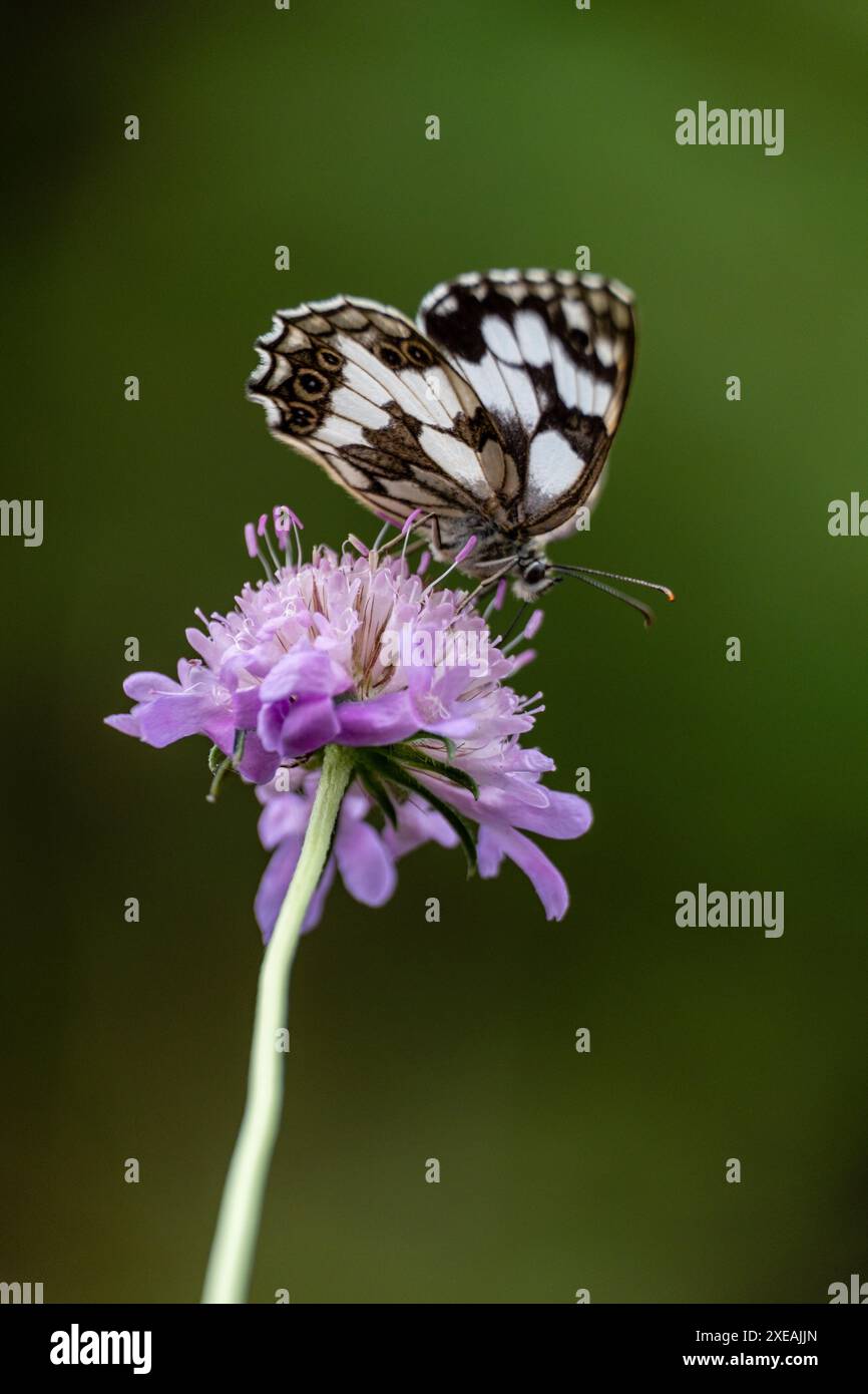 Butterfly flower border hi-res stock photography and images - Alamy