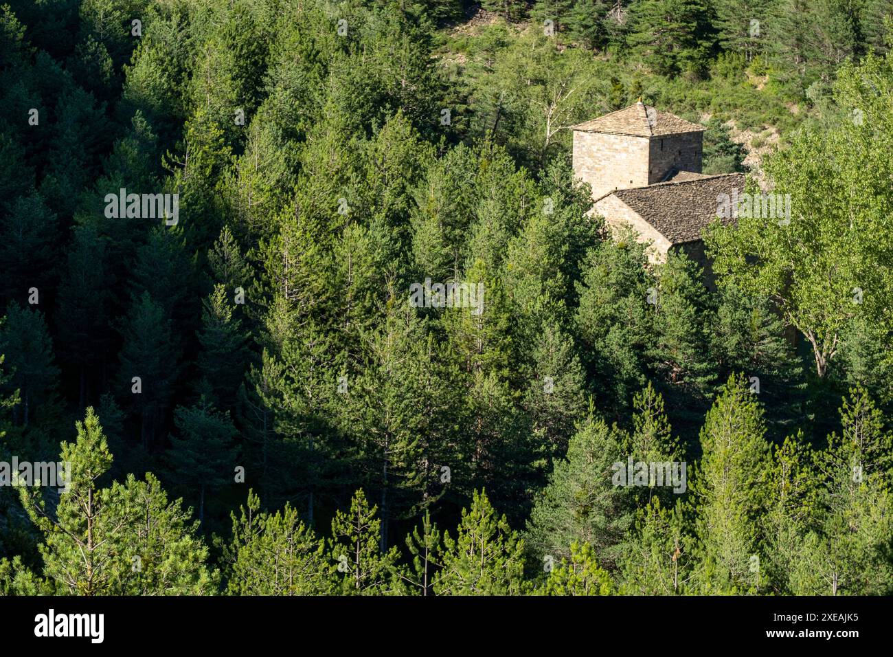 Church virgin mary branches hi-res stock photography and images - Alamy