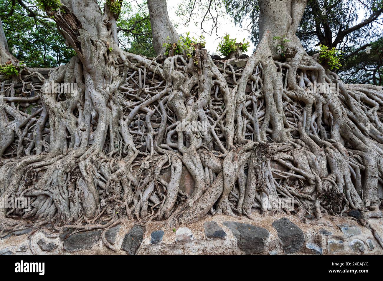 Tangle of massive roots in Royal Enclosure Fasil Ghebbi Fasilides Bath ...