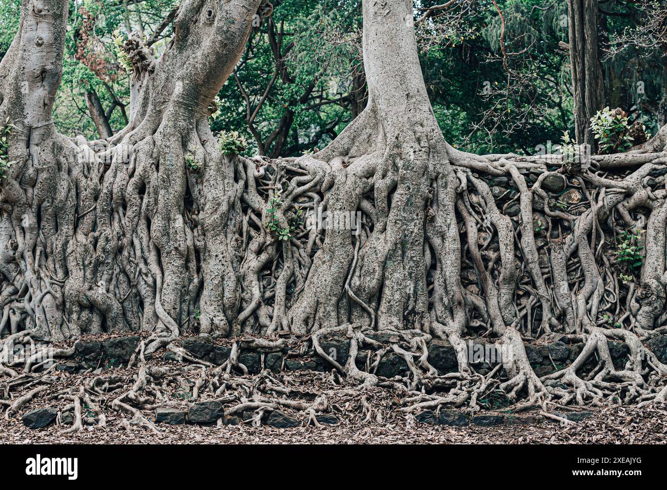 Tangle of massive roots in Royal Enclosure Fasil Ghebbi Fasilides Bath ...