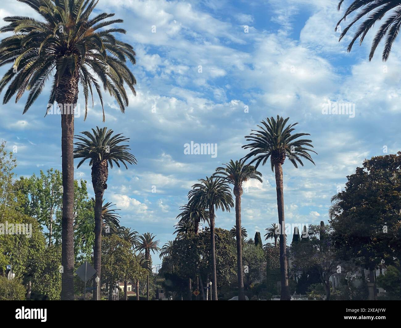 Palm lined street los angeles hi-res stock photography and images - Alamy