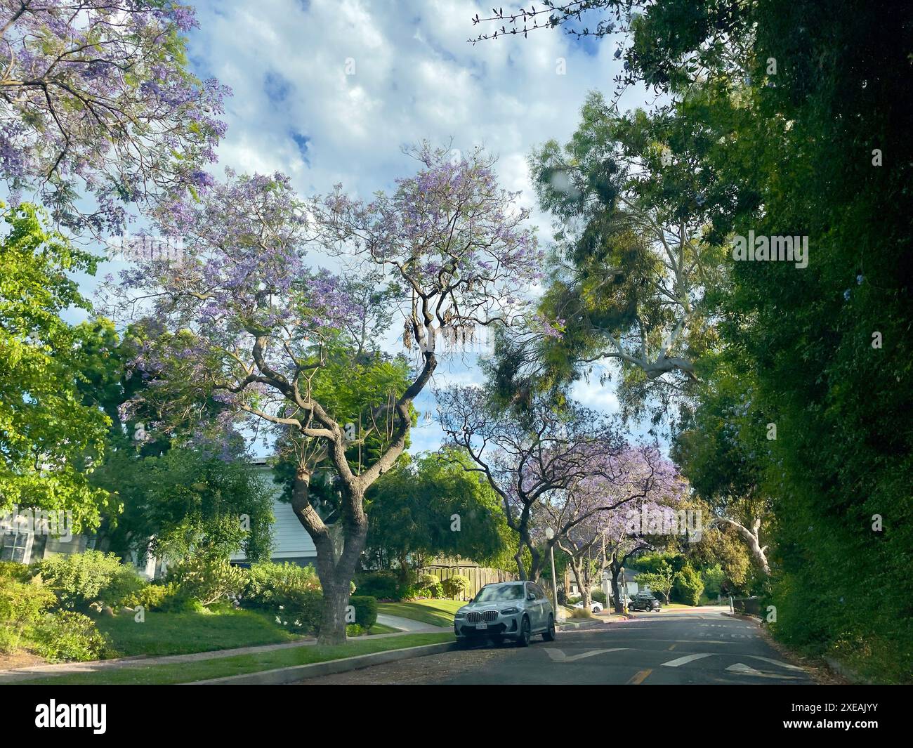 Jacaranda trees in bloom in the Beverlywood neighborhood of Los Angeles ...