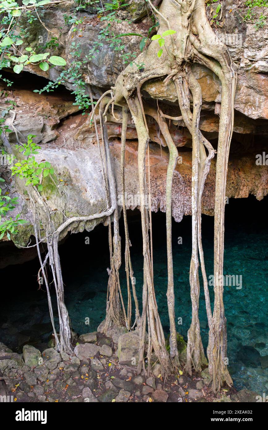 Cenote blue lagoon jungle tropical Merida, Mexico Stock Photo - Alamy
