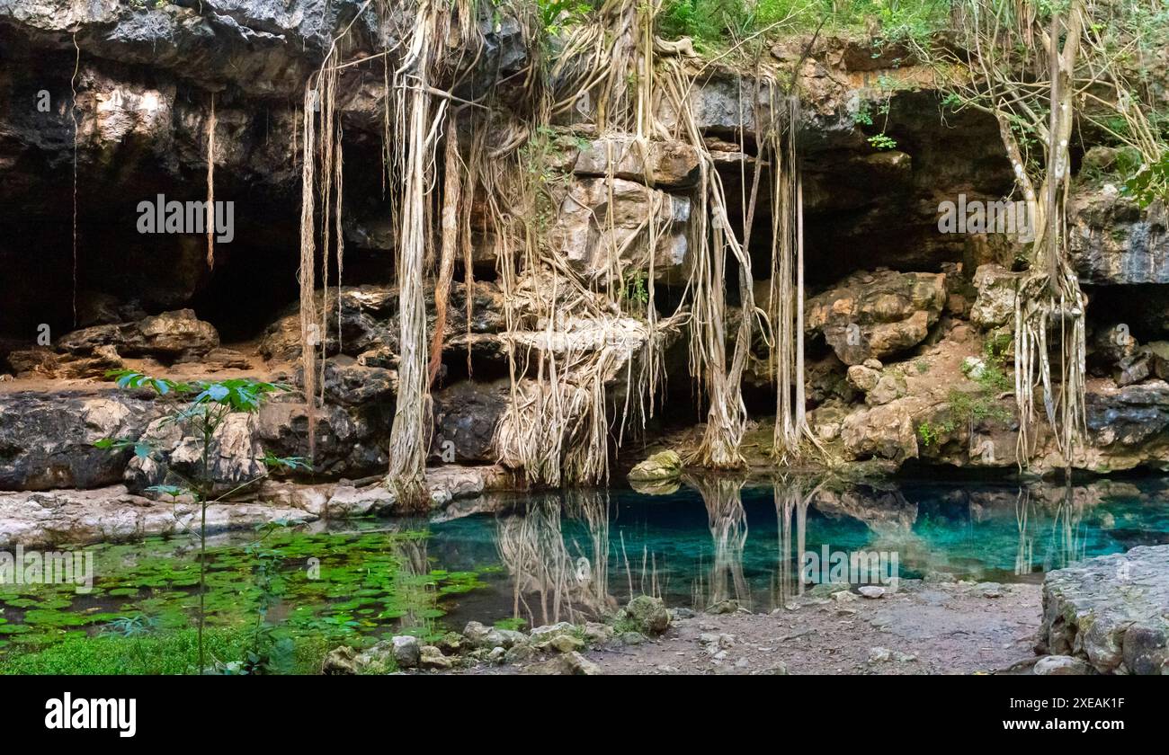 Cenote blue lagoon jungle tropical Merida, Mexico Stock Photo - Alamy
