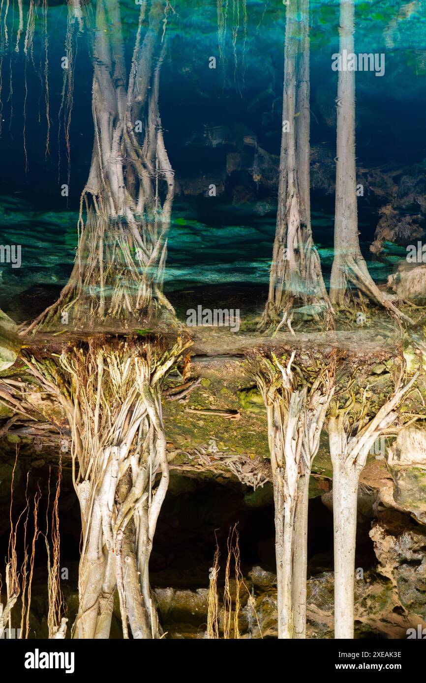 Cenote blue lagoon jungle tropical Merida, Mexico Stock Photo - Alamy