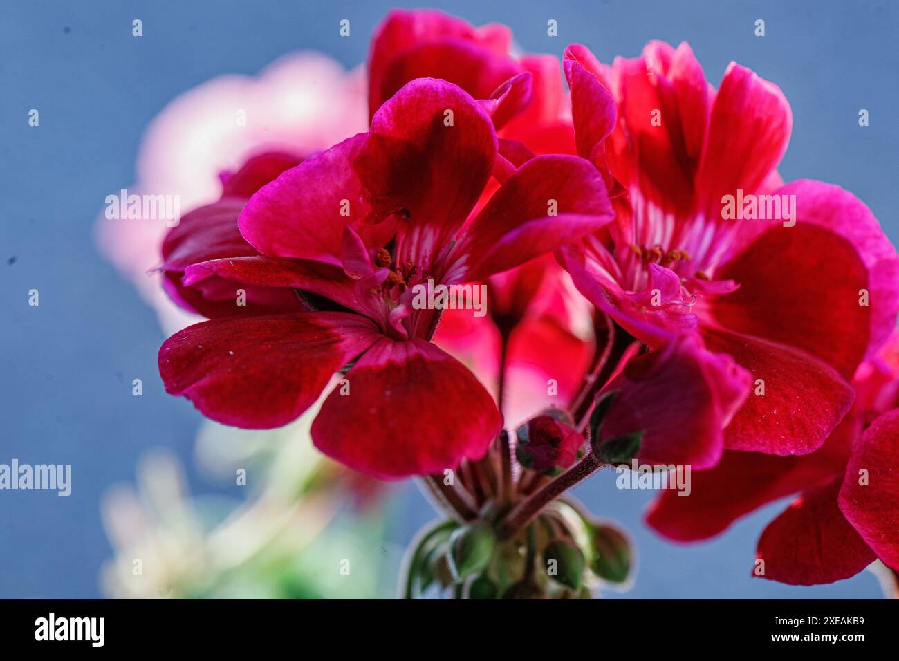 showcasing vibrant red geranium flowers in full bloom, captured against ...