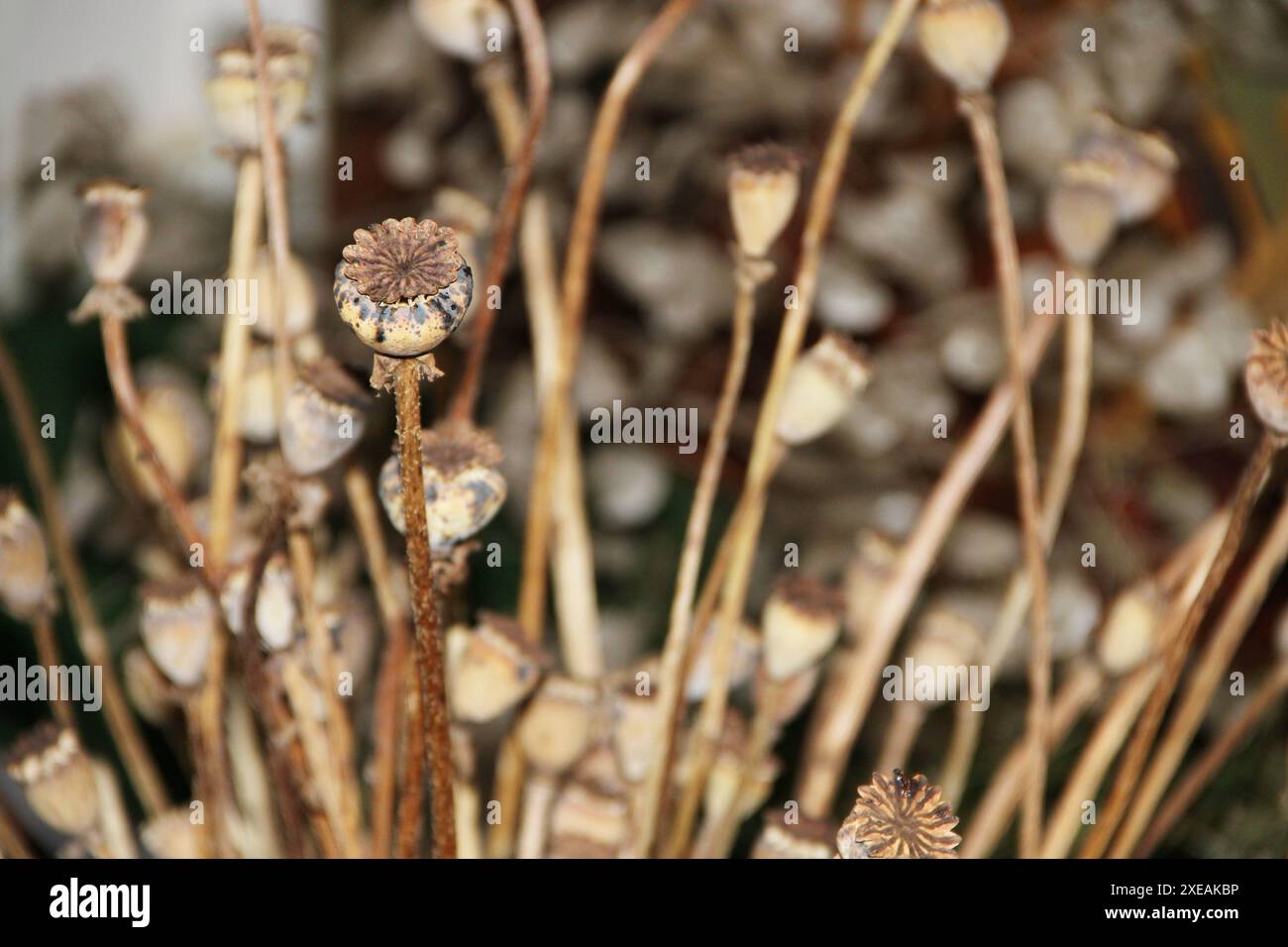 Poppy stems set. Poppy fruit dry shell head. Aesthetic Botanical poster ...