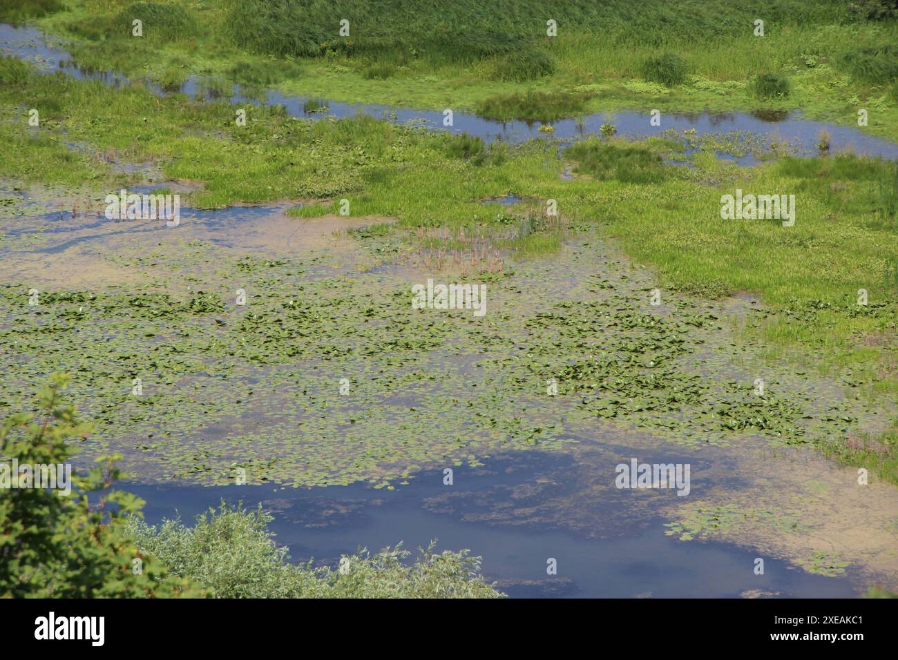 View of a swamp with thickets of lilies. Green swamp. Landscape with ...