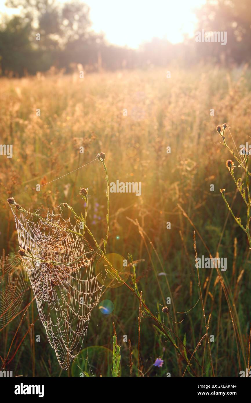 Plant is wrapped in wet web at dawn. Dew on cobweb. Summer flowers in ...