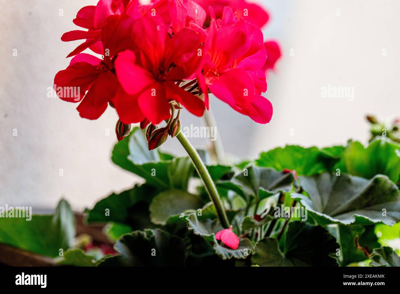 potted geranium plant with bright red flowers in bloom. The plant is ...