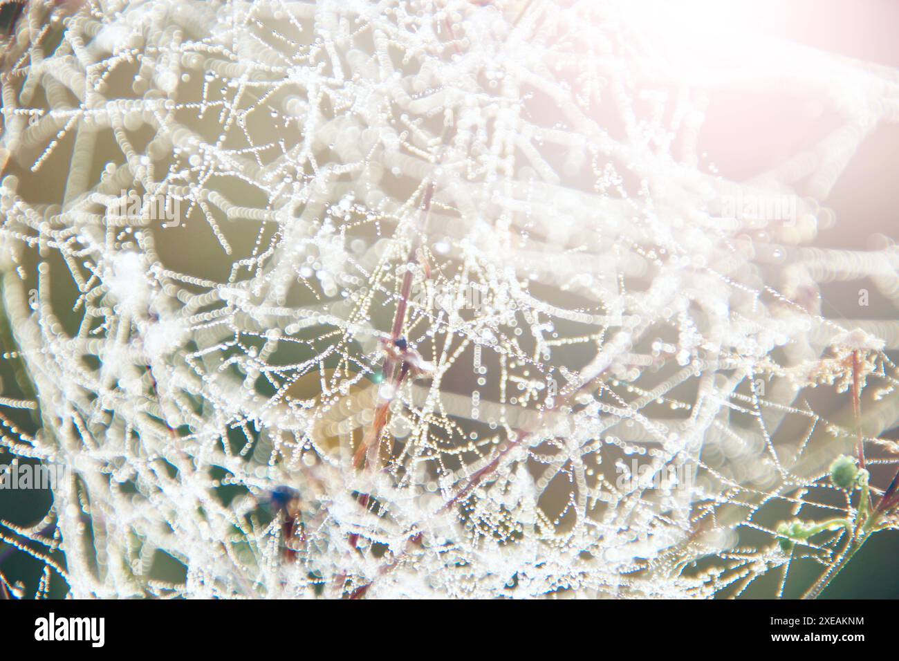 Spider web in sunny rays in forest. Sunlights in morning wood. House of ...