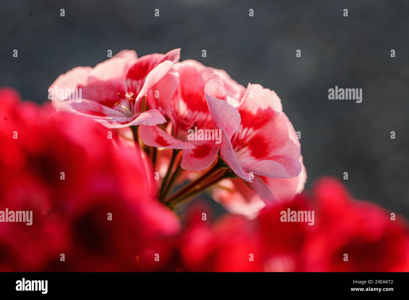 capturing the delicate beauty of a cluster of pink and red geranium ...