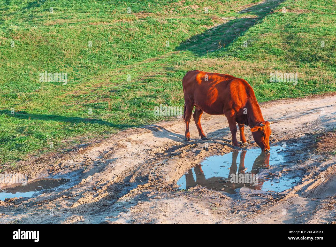 Brown cow is drinking water from a muddy puddle. Peaceful scene with ...