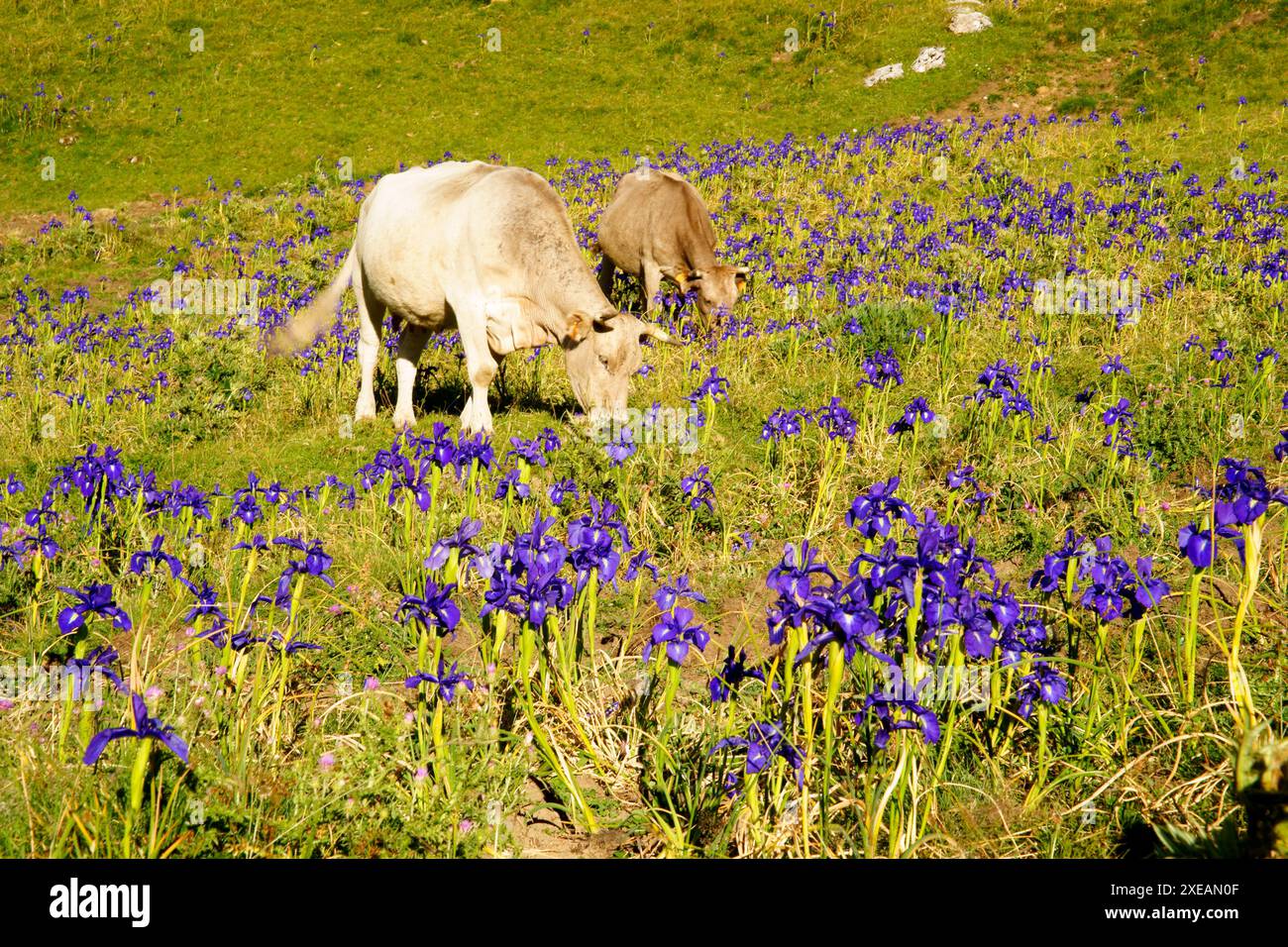 Mountain pastures. canal of Izas.Pirineos.Huesca.Pyrenean mountain ...