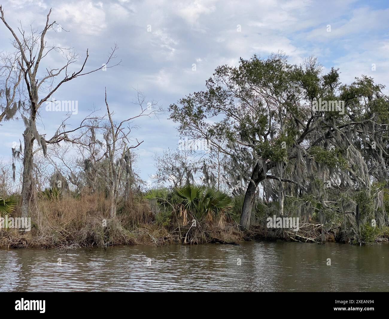Photo of bayou, wetlands hardwood forest, swamp, and marsh habitats in ...