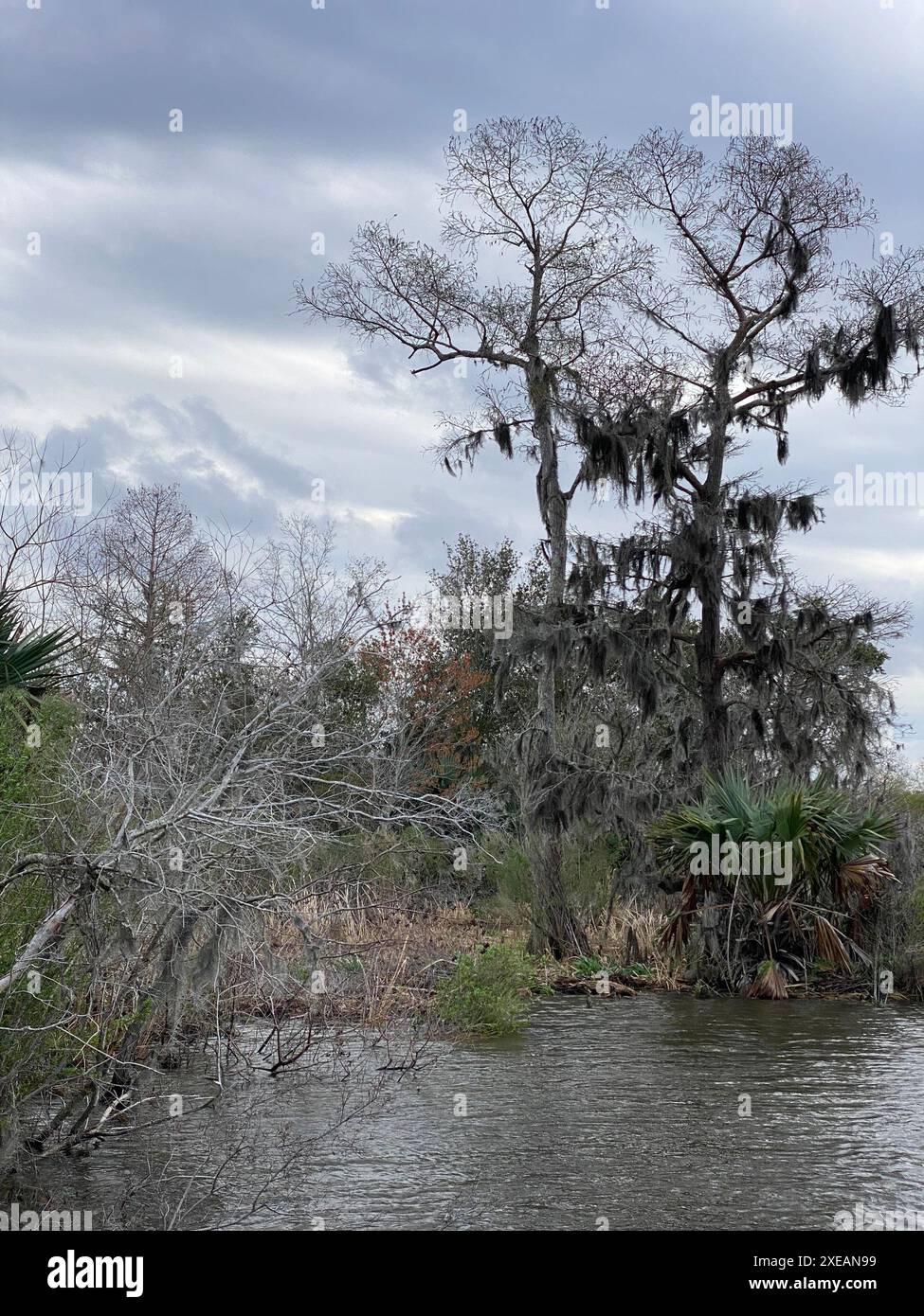 Photo of old man's beard, beard lichen, or beard moss in the bayou or ...