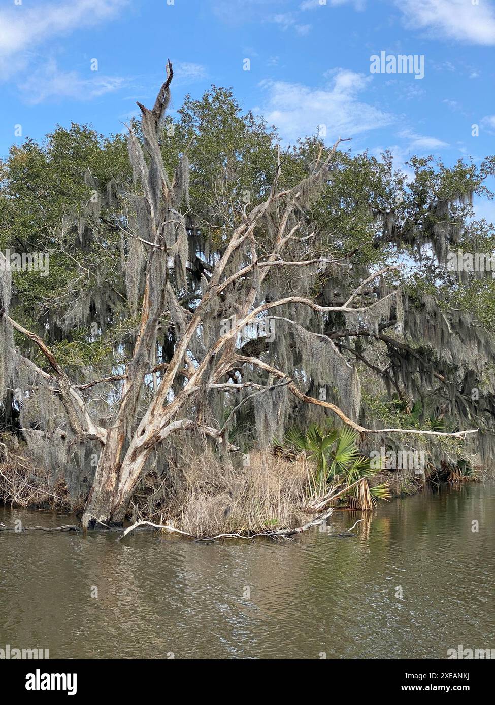 Photo of old man's beard, beard lichen, or beard moss in the bayou or ...