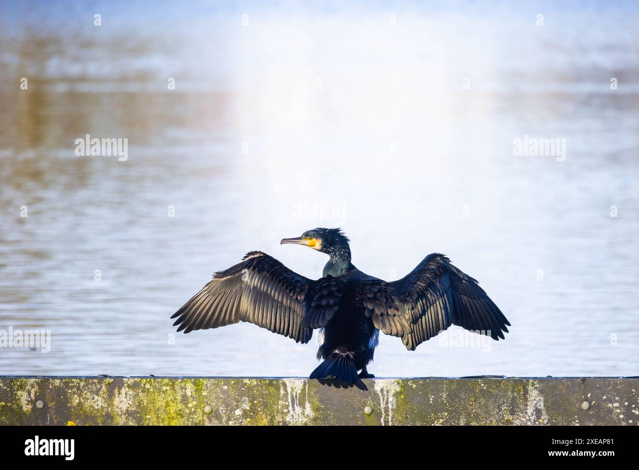 Natural great cormorant bird hi-res stock photography and images - Alamy